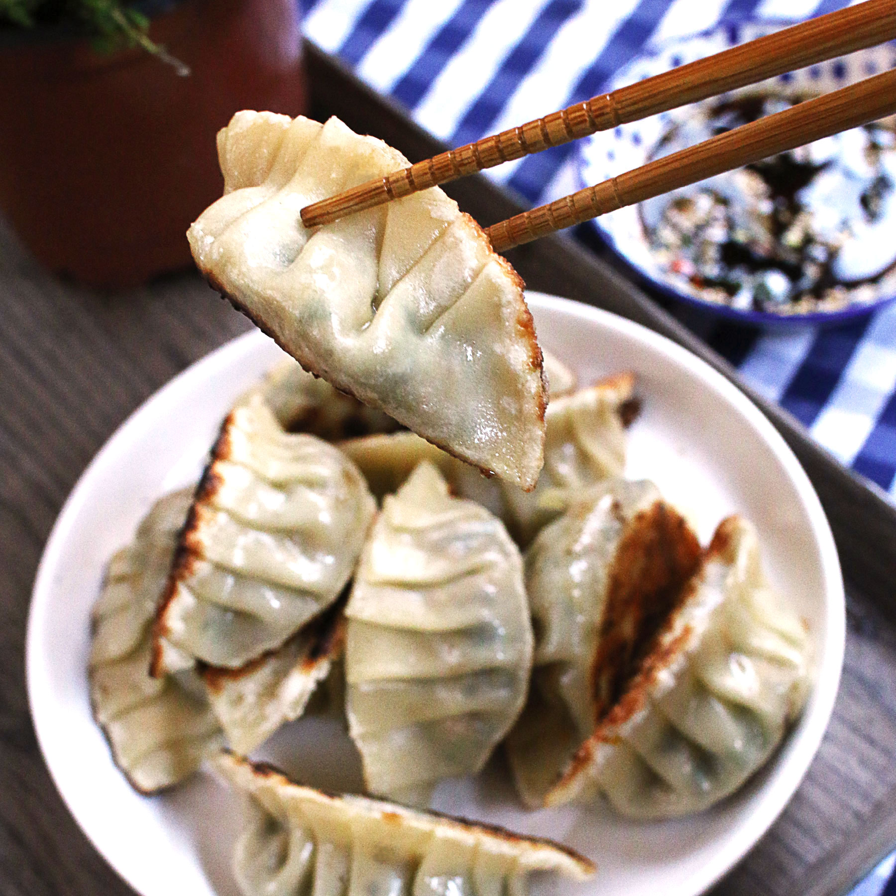 Vegan Japanese Gyoza Dumplings | Free 7 Day Meal Plan | Veahero